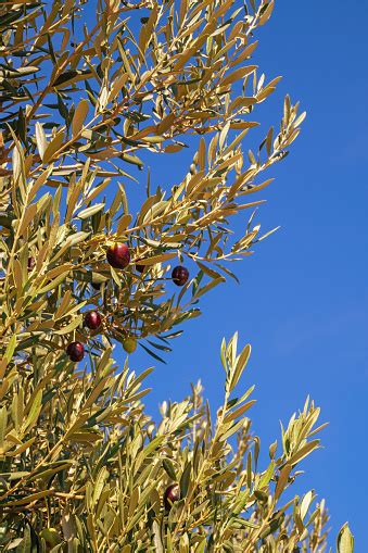 화창한 날에 하늘을 배경으로 잎과 과일이 있는 올리브 나무 가지 0명에 대한 스톡 사진 및 기타 이미지 0명 가을 개념 Istock