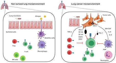 Overview Of Lung Cancer Immunotherapy Pmc