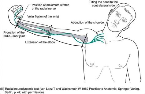 Radial Nerve Tension Test Fingersandfeathersh