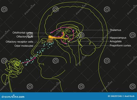 Sense Of Smell Man With A Rose Detailed Illustration Of The Olfactory
