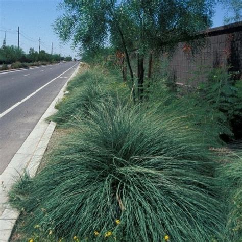 Muhlenbergia Rigens Deer Grass Green Things Nursery Green Things