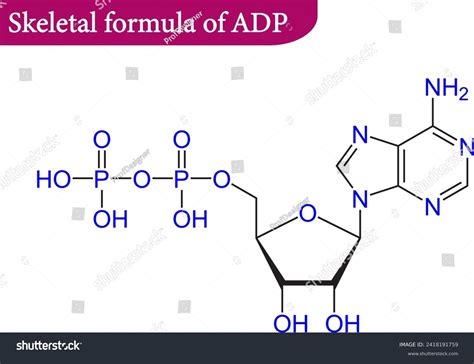 Structure Adenosine Monophosphate Vector Illustration Stock Vector Royalty Free 2418191759