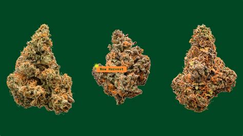 Top Three Weed Strains For Sex In 2024 — Green Dragon Cannabis Top Three Weed Strains For Sex In 2024 — Green Dragon Cannabis