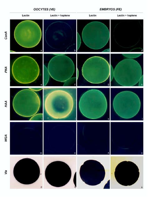 Lectin Binding To Whole Oocytes And Embryos Fitc Labeled Lectins Were