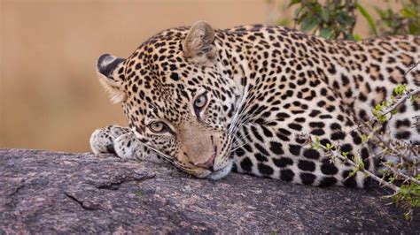 Secret Safari Bespoke