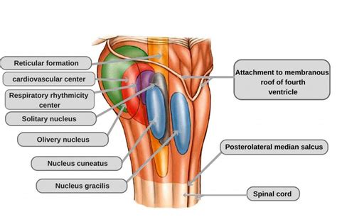 Medulla Oblongata Definition Structure And Functions