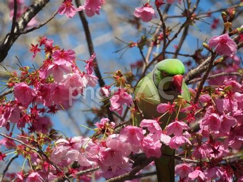 ワカケホンセイインコ 野生 No 26136187写真素材なら写真AC無料フリーダウンロードOK