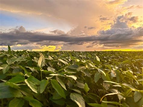 Soybean Crop In Brazil Large Soybean Plantations Integrated Crop Livestock System Agriculture