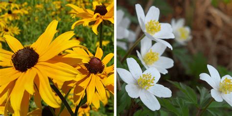Native Plants Of Ontario You Should Grow In Your Garden Eising Garden Centre