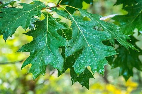 How To Grow And Care For Red Oak Trees Quercus Rubra