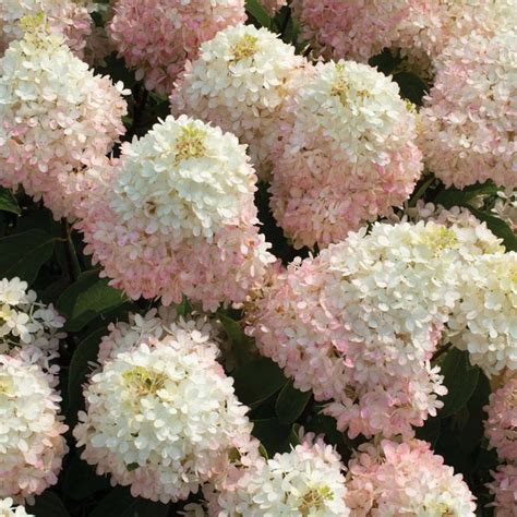 Hydrangea Paniculata Sweet Starlight™ Pn1782hydr Hydrangea Garden
