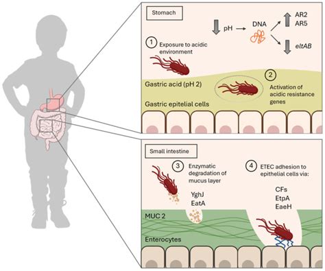 Targeting Enterotoxins Advancing Vaccine Development For Enterotoxigenic Escherichia Coli Etec