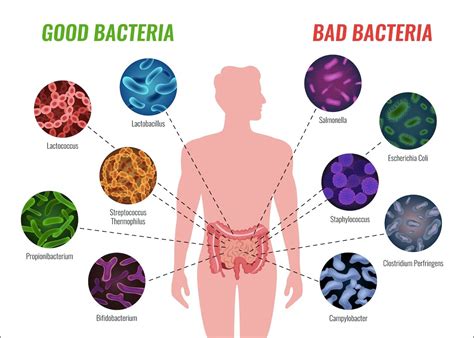 Microbiome Explained Everything You Need To Know 20 Min Read Gutbasket
