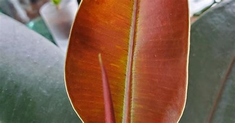 New Ficus Elastica Prop Leaf Album On Imgur