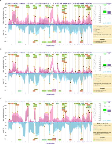 Co Existence Of Myc Amplification And Scnas From The Pi3k And Ras Download Scientific Diagram