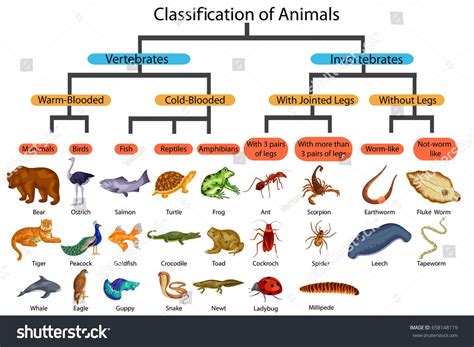 Education Chart Of Biology For Classification Of Animals Diagram Artofit