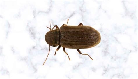Powderpost Beetles Vs Termites A Laymans Ultimate Guide