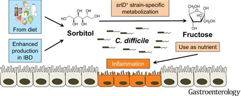 Host Sorbitol And Bacterial Sorbitol Utilization Promote Clostridioides Difficile Infection In