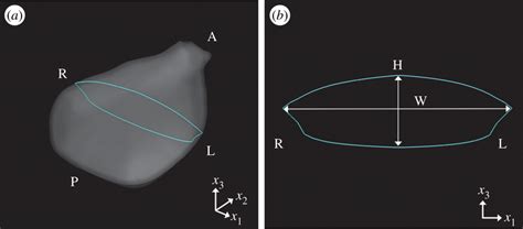 Computational Model Of The Node A Overview And B Cross Section Of Download Scientific