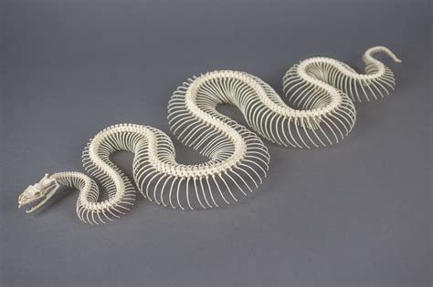 Tomsimagination — Ball Python Skeleton Large Animal Skeletons Skeleton Anatomy Snake Art