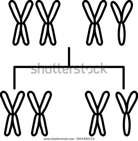 X Y Chromosome Concept Xy Sex Stock Vector Royalty Free 1856486113 Shutterstock