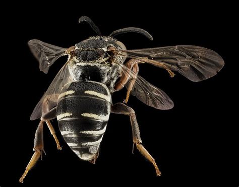 Pine Flatwoods Images Free Photos Png Stickers Wallpapers