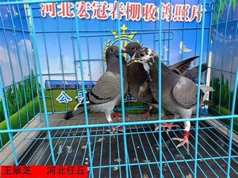 王翠芝 1 Zimgs