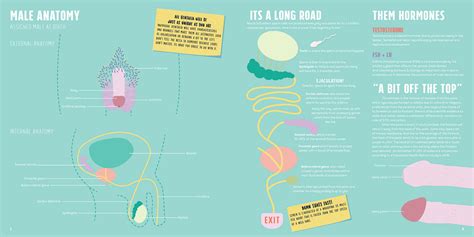 How To Sex A Guide To Your Downstairs Behance