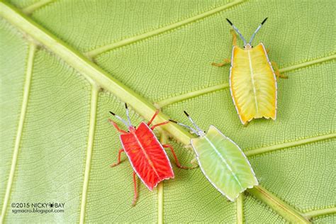 Enjoy Some Shield Bug Nymphs Scrolller