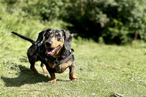 What Is The Difference Between Miniature And Standard Dachshunds