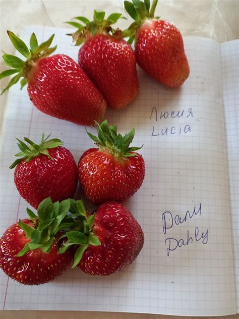 Рассада клубники