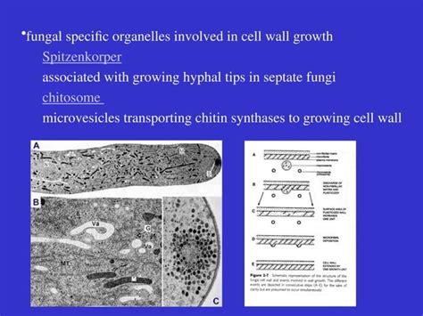 Basic Biology Of Fungi Presentation 1 Ppt