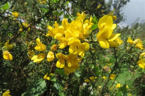 Tojo Ulex Europaeus Como Plantar