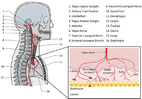 Airway Sensory Nerves And Cough Cell Bodies For Airway Nerve Fibres
