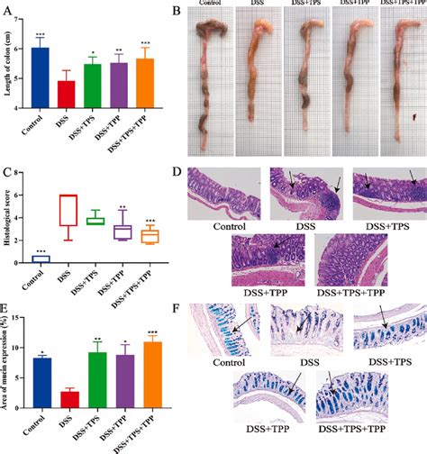 Pathological Indicators A Colon Length B Colon Image C