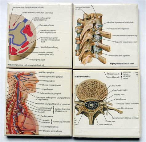 Netter Spinal Anatomy Coasters