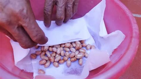 Как вырастить арахис в домашних условиях Домоседы