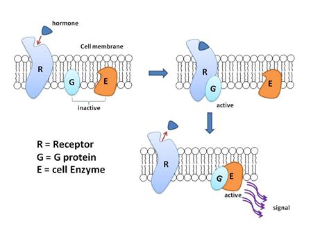 G Protein Coupled Receptors Structure