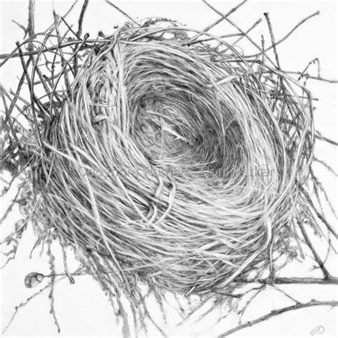 Pin By ELIZABETH PIERSON On Inspiration For The Sketchbook Project Nest Art Drawings Nature