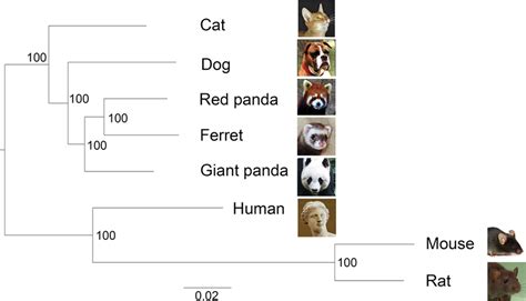 Maximum Likelihood Phylogeny Of The Eight Species In This Study Based
