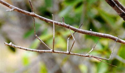 Incredible Camouflage Of Stick Insects In Madagascar