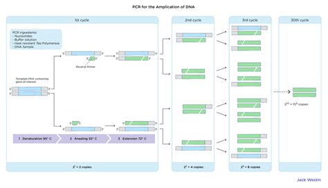 Gene Amplification And Duplication Control Of Gene Expression In