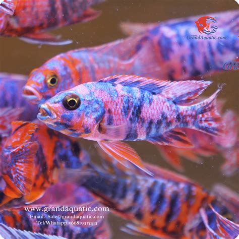 Ob Peacock Malawi Cichlid Grand Aquatic