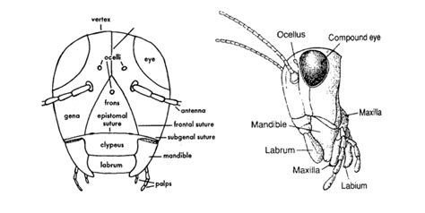 Insect Head Diagram Insect Morphology Clypeus Insects 2 Clipeus Png