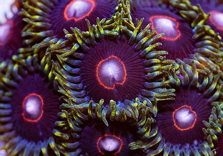Zoanthids Id And Care Guide Ultimate Zoas And Palys Database Legendary