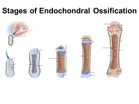 Stages Of Endochondral Ossification Pt 2 Diagram Quizlet