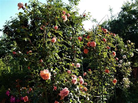 Мой сад. | В окружении цветов. | Дзен