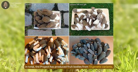 Cultivating Morel Mushrooms Indoors All Year Round