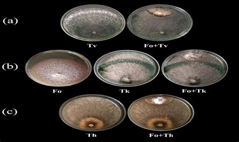 Dual Culture Test Of Three Individual Trichoderma Spp Against Fusarium