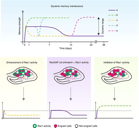 Model Of Reversible Forgetting Based Dynamic Memory Maintenance A Download Scientific Diagram